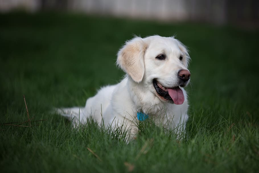 6 Golden Retriever Colors: What You Need to Know - DogHIB