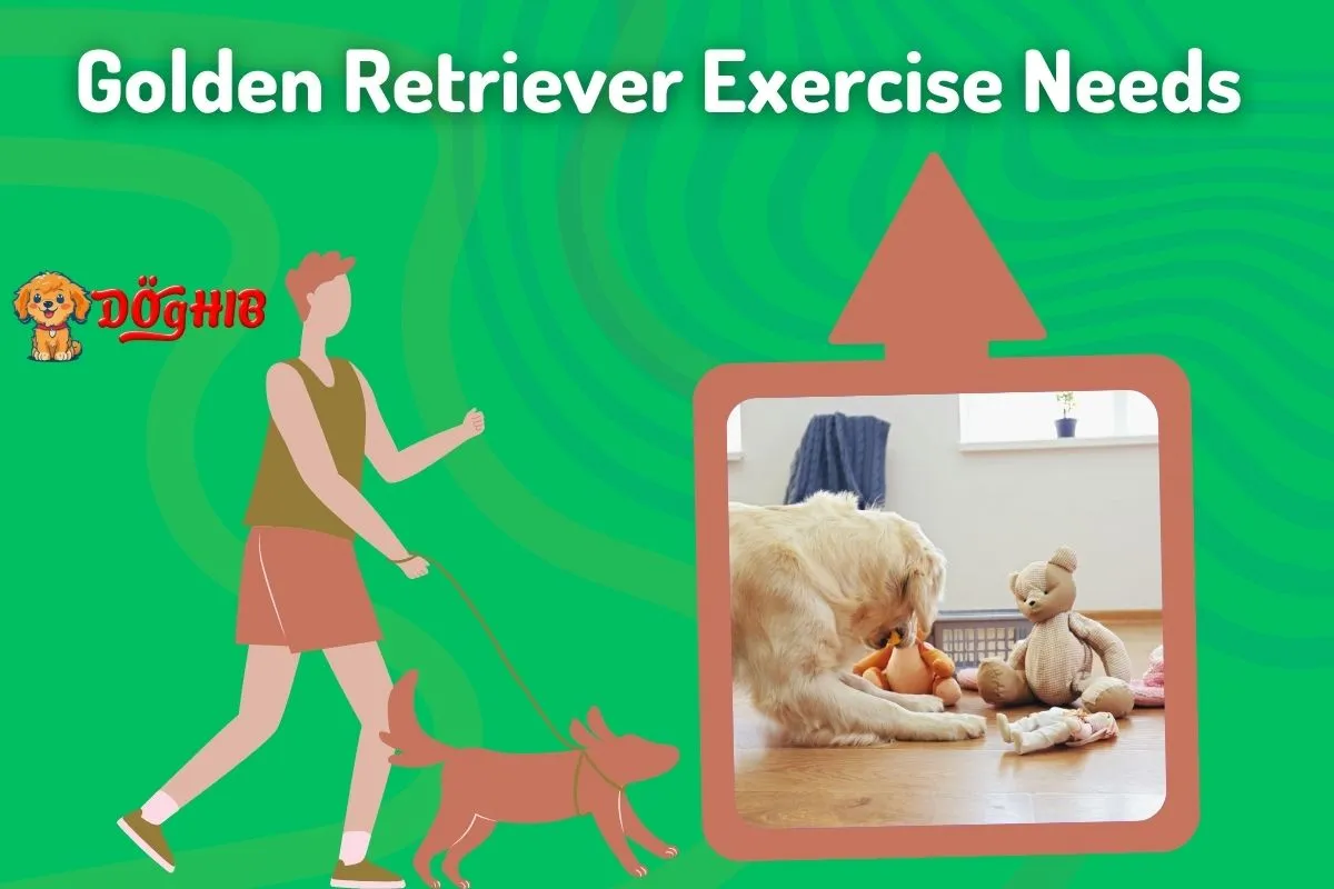 Golden Retriever Exercise Needs by Age - DogHIB Golden Retriever Exercise Needs by Age - DogHIB