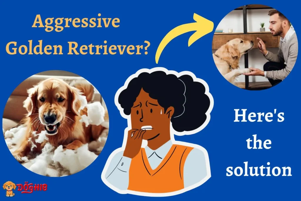 Why is My Golden Retriever Aggressive? And How to Fix It? - DogHIB