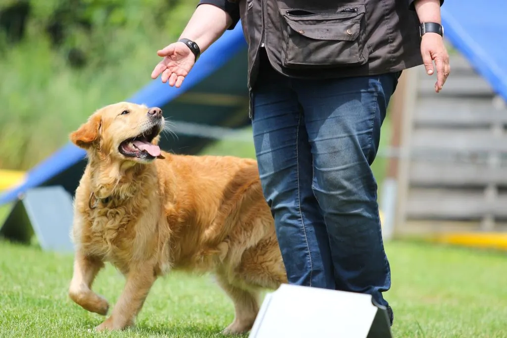 Golden Retriever Exercise Needs by Age - DogHIB Golden Retriever Exercise Needs by Age - DogHIB
