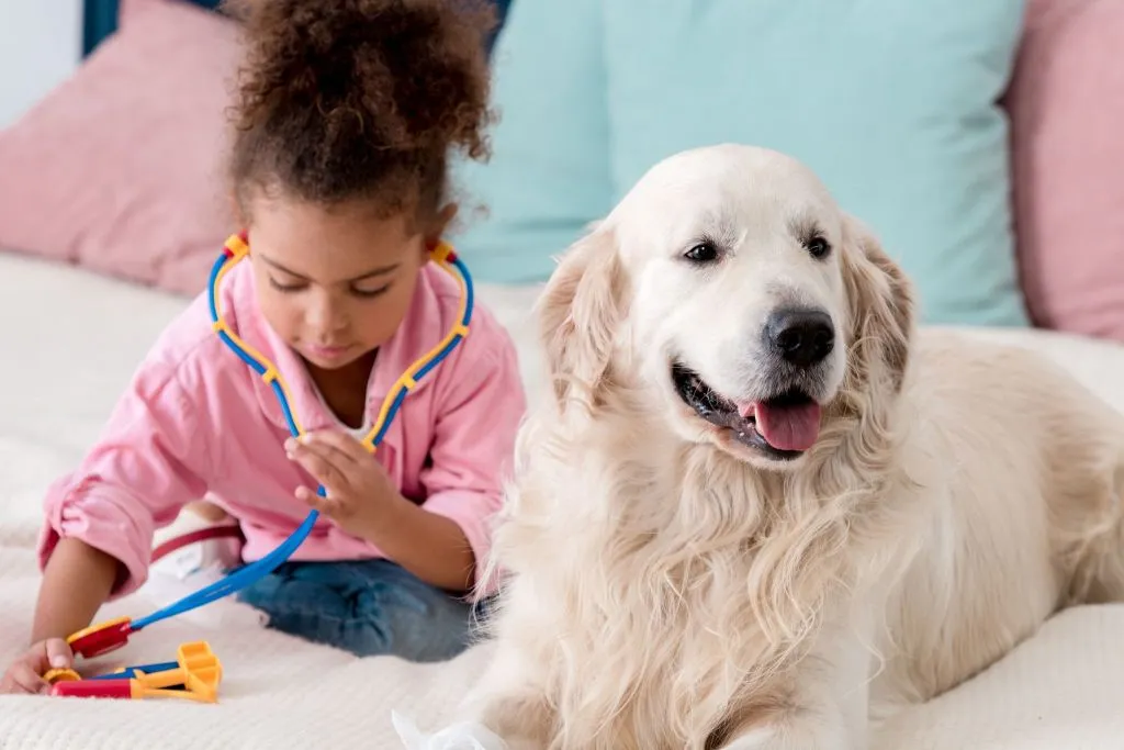 63 Amazing Golden Retriever Facts You Need to Know! - DogHIB