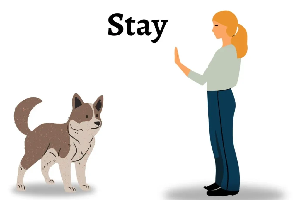 How to Teach a Dog to Stay (5 Steps) - DogHIB