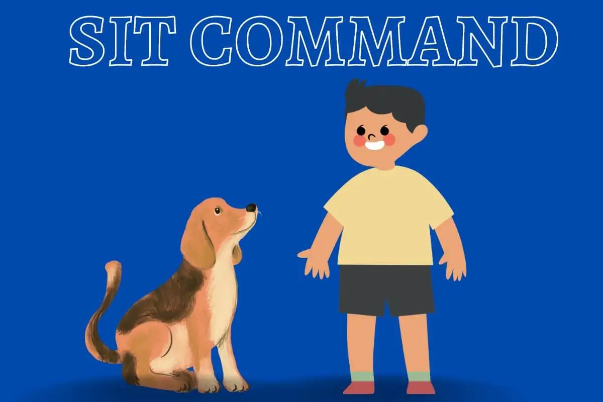 How to Train a Dog to Sit (4 Steps) - DogHIB